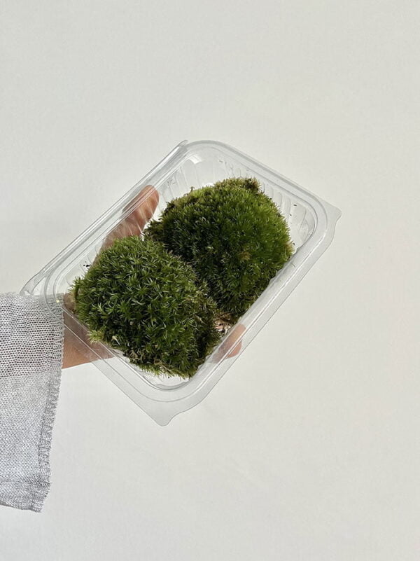 MUSCHIO LEUCOBRYUM GLAUCUM - Terrarium Line