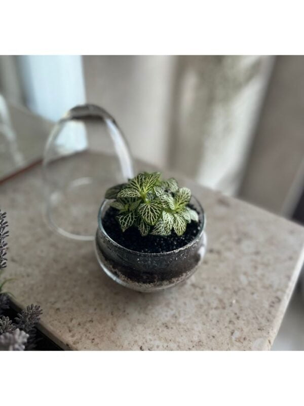 Terrario TERRARIUM KIT OVAL con fittonia bianca - Terrarium Line